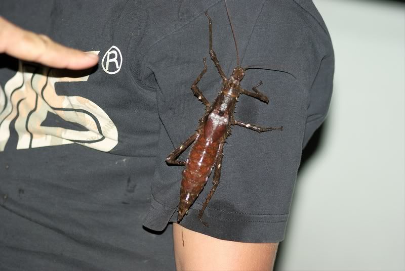 Borneo Dispatches #12: Monster Phasmids, Flying Lizards - Field Herp Forum